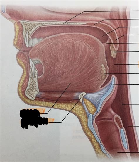 Sagittarius View Diagram Of Head Showing Oral Cavity And Pharynx