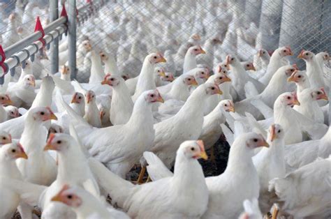Avicultura de Corte cresce 46 32 em Mato Grosso do Sul em uma década