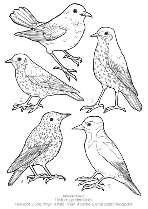 Pájaros Voladores Para Colorear Para Niños