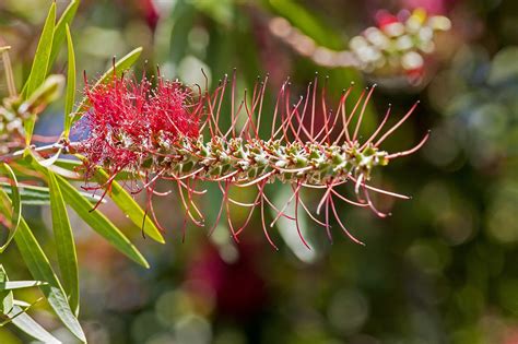 Nature Flore Fleur Photo Gratuite Sur Pixabay Pixabay