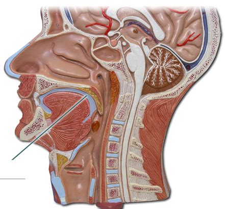 Cavities Of The Vocal Tract Flashcards Quizlet