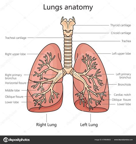 Lung Anatomy Structure Scheme Diagram Schematic Vector Illustration