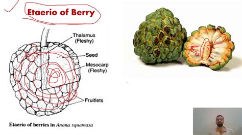 Type Of Fruits 3 Aggregate Fruit And Multiple Fruit AFO SO