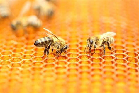 Cycle De Vie Des Abeilles Reines Ouvri Res Bourbons