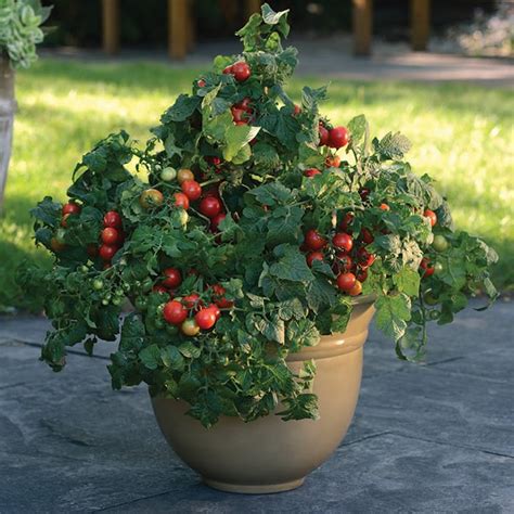 Como Plantar Tomate Cereja em Vaso Guia Prático
