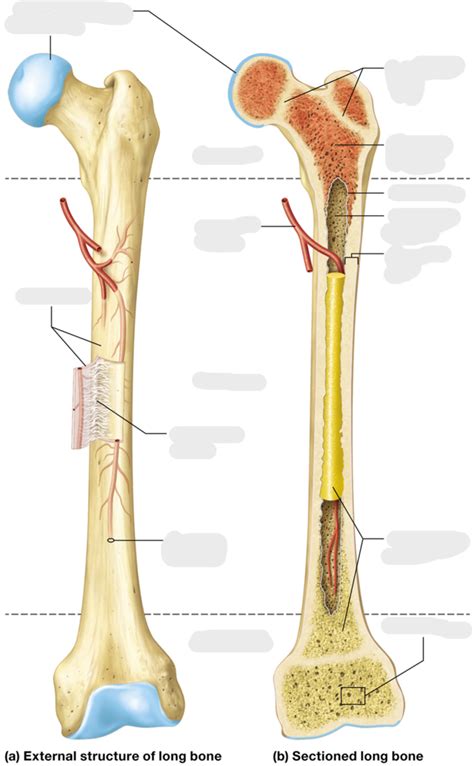 Anatomy Of Long Bone Diagram Quizlet