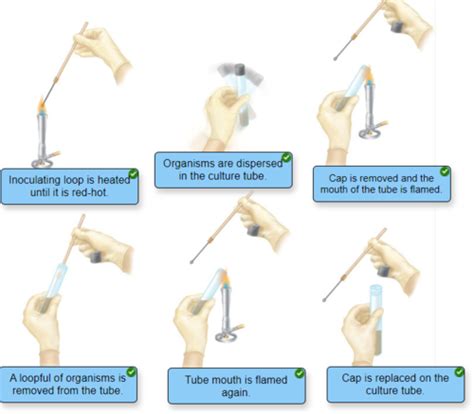 Micro Lab Ec Practice Quiz Flashcards Quizlet