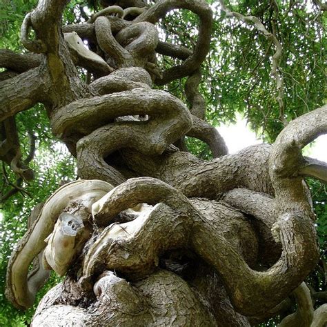Collection 105 Pictures Where Can You Find These Twisted Ancient Trees