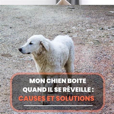 Mon chien Boite Quand il se Réveille Causes et Solutions
