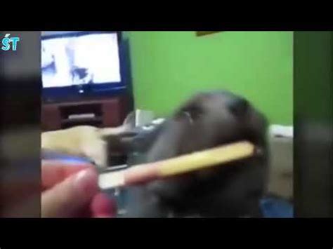 Smieszne Filmy 1 YouTube