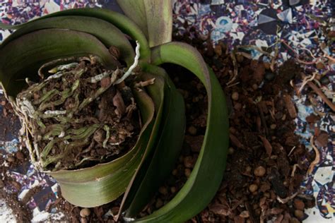 Orchidee bekommt gelbe Blätter Wo liegen Ursachen