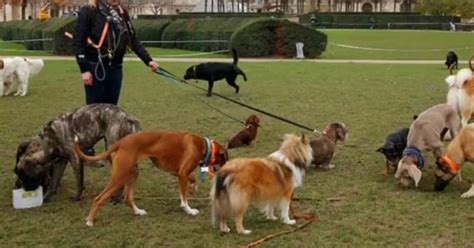 Todo lo que necesitas saber para adoptar un perro en España