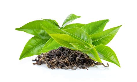 Fresh Tea Leaves Png