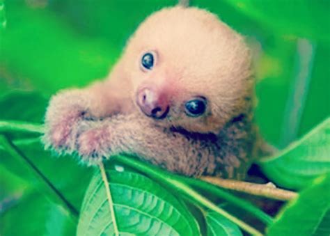 Sloth Blank Template Imgflip