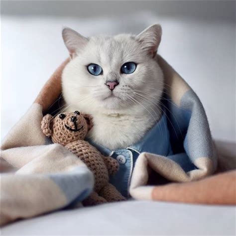 Fotos De Gatitos Muy Lindos