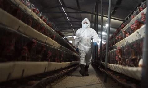 Primer Caso De Contagio De Gripe Aviar En Humanos En Ecuador