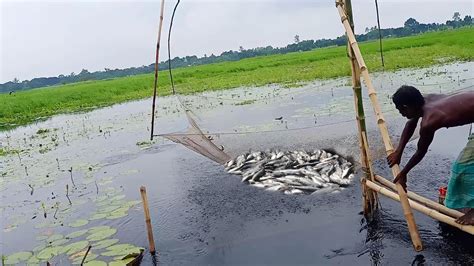 Unbelievable Net Fishing In Rainy Season Village Man Catching Lots Of
