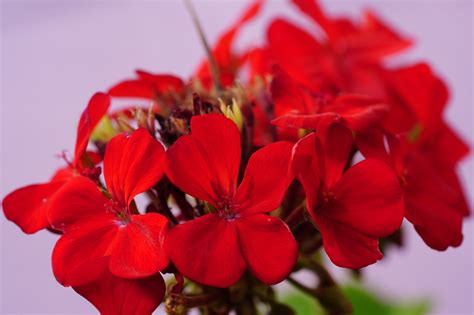 Pelargonie Kwiaty Czerwone Kwiecie Darmowe zdjęcie na Pixabay Pixabay