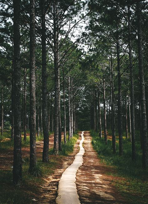 Floresta Arvores Trilha Foto Gratuita No Pixabay Pixabay