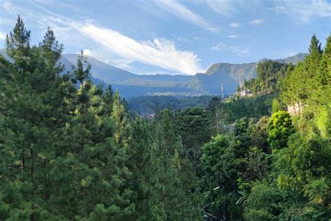 Foto Hutan Lestari Dan Riwayat Penyelamatan Hidup Manusia