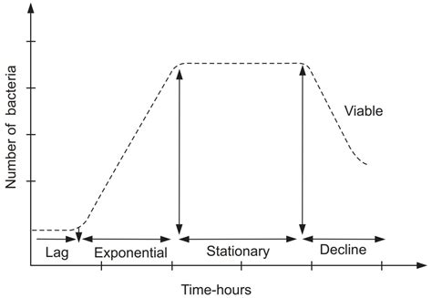 Phases Of Bacterial Growth Curve