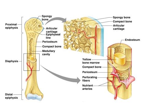 Chp Bones And Skeletal Tissues Diagram Quizlet