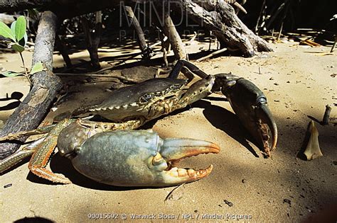 Minden Pictures Giant Mud Crab Scylla Serrata Amongst Mangroves At