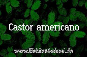 Castor americano Características hábitat y que come
