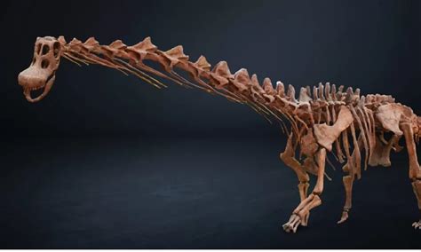 Fóssil do maior dinossauro achado no mundo está em mostra em São Paulo