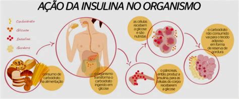 O Que Insulina Suas Fun Es E Tipos Toda Mat Ria The Best Porn