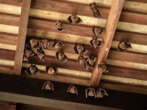 Chauve Souris A La Maison Que Faire Ventana Blog