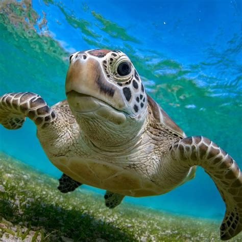So Ar Con Tortugas Qu Significa Y C Mo Debemos Interpretarlo