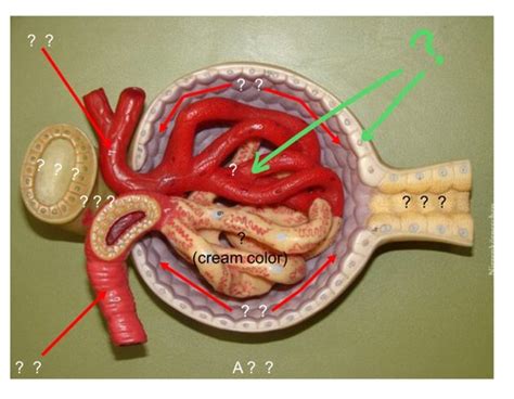 Kvcc Anatomy And Physiology Unit Model Corpuscle Of Kidney
