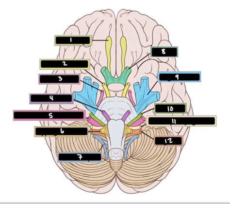 Cranial Nerves Labeling Flashcards Quizlet