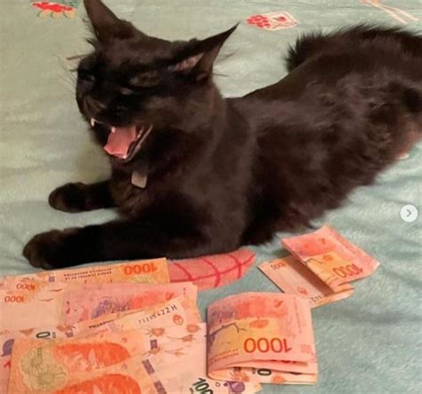 Arturo El Gato Punga Que Aterroriza Palermo Le Rob A Un Vecino