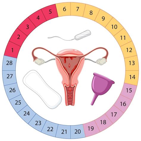 Fases Do Ciclo Menstrual Vetor Gr Tis