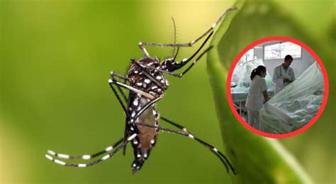 Trucos del hogar Cómo reconocer si tengo zancudos del dengue en casa