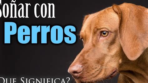 Descubre el significado de soñar con perros y su interpretación experta