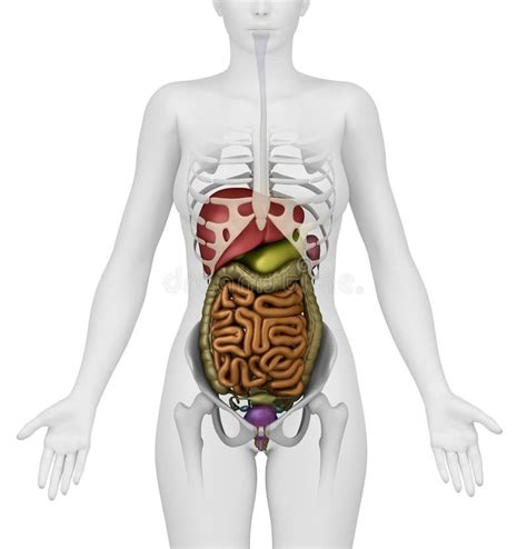 Abdominal Organs Stock Illustration Illustration Of Large 24880269