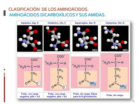 PPT Bioquímica ESTRUCTURAL Los aminoácidos sillares de construcción