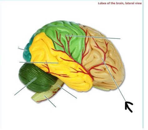 Nervous System Flashcards Quizlet