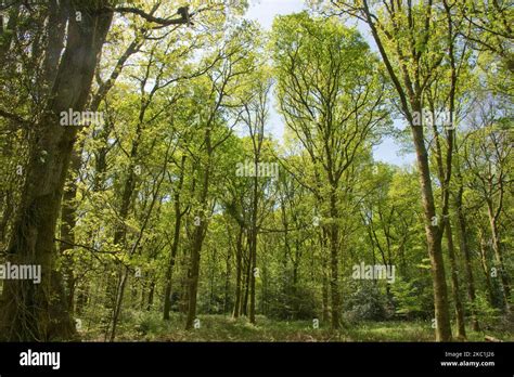 Árboles de haya común madura Fagus sylvatica en densos bosques de