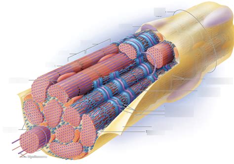 Organization Of Skeletal Muscle Diagram Quizlet