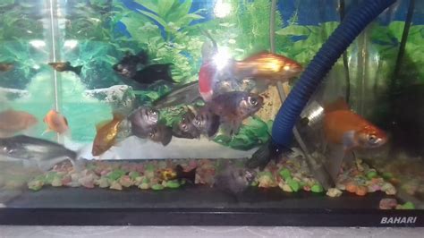 Ikan Hias Air Tawar Yang Bisa Dicampur Newstempo