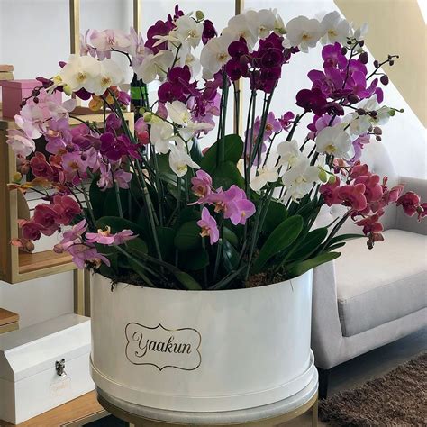 Details 300 arreglos de orquídeas naturales precios Abzlocal mx