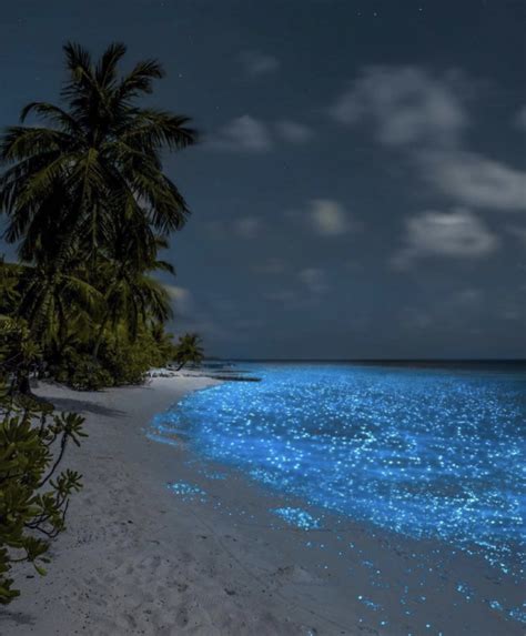 Playas Bioluminiscentes En México
