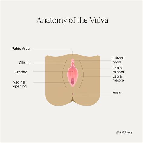 Why Do We Call The Vagina Everything But Vagina