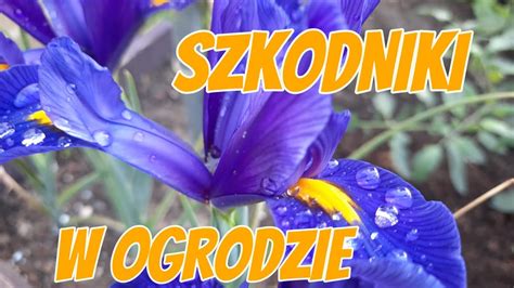 SZKODNIKI W OGRODZIE JAKIE STRATY PO ŚLIMAKACH CO ZOSTAŁO ZJEDZONE