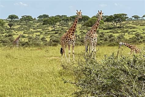 3 Days Murchison Falls Wildlife Safari Explore Uganda S Largest