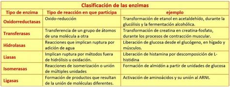 Las Enzimas Caracter Sticas Estructura Y Clasificaci N